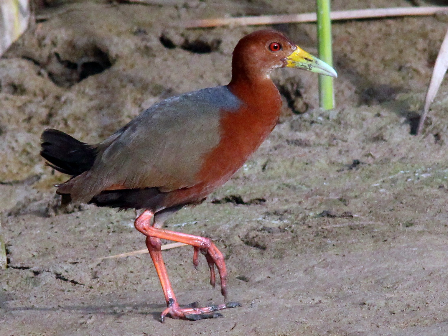 Rufous-necked Wood-Rail - eBird