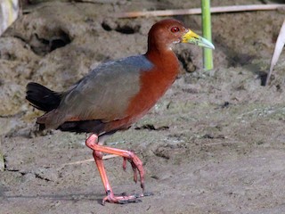 Rascón Cuello Canela - eBird
