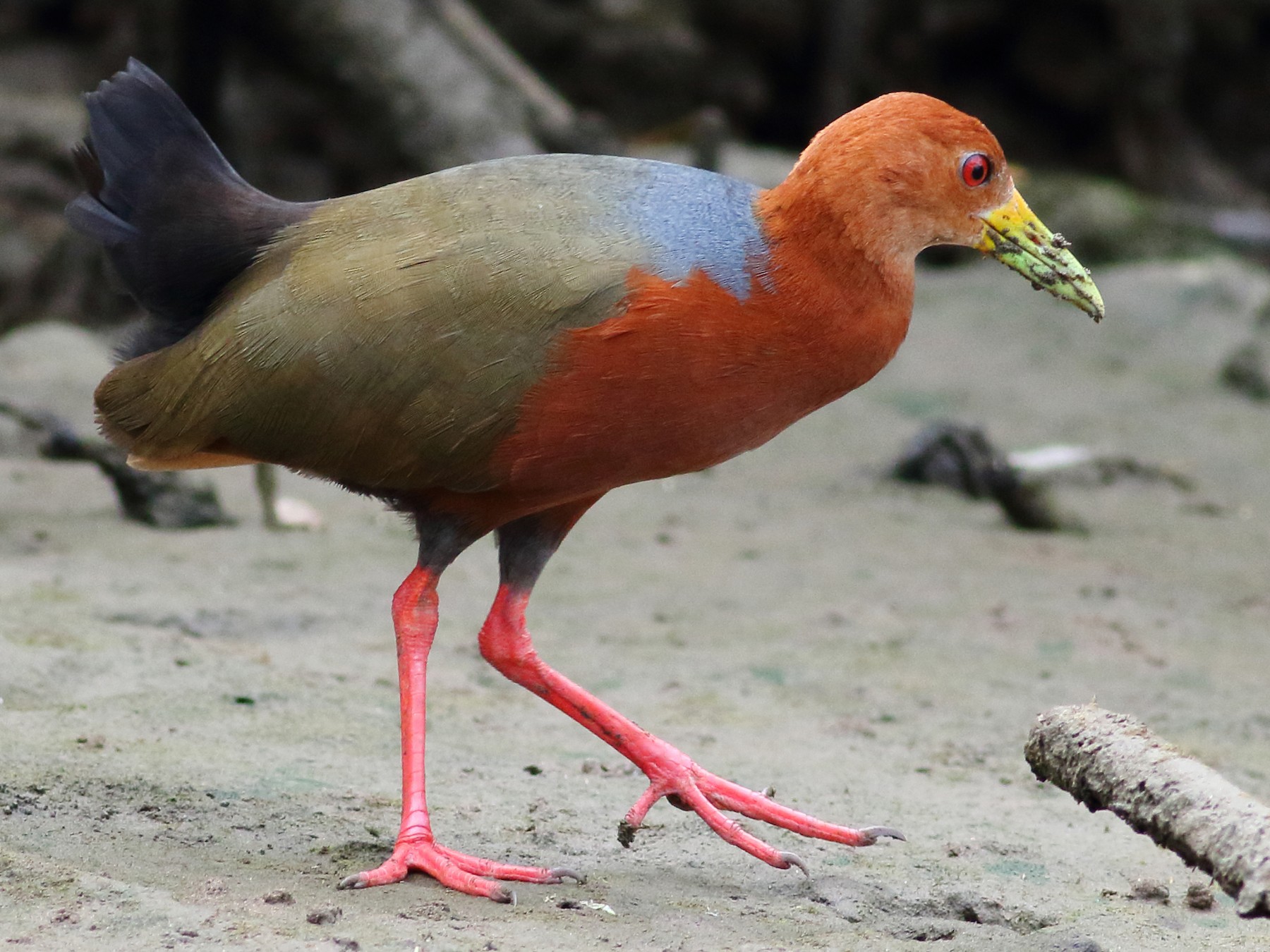 Rufous-necked Wood-Rail - eBird
