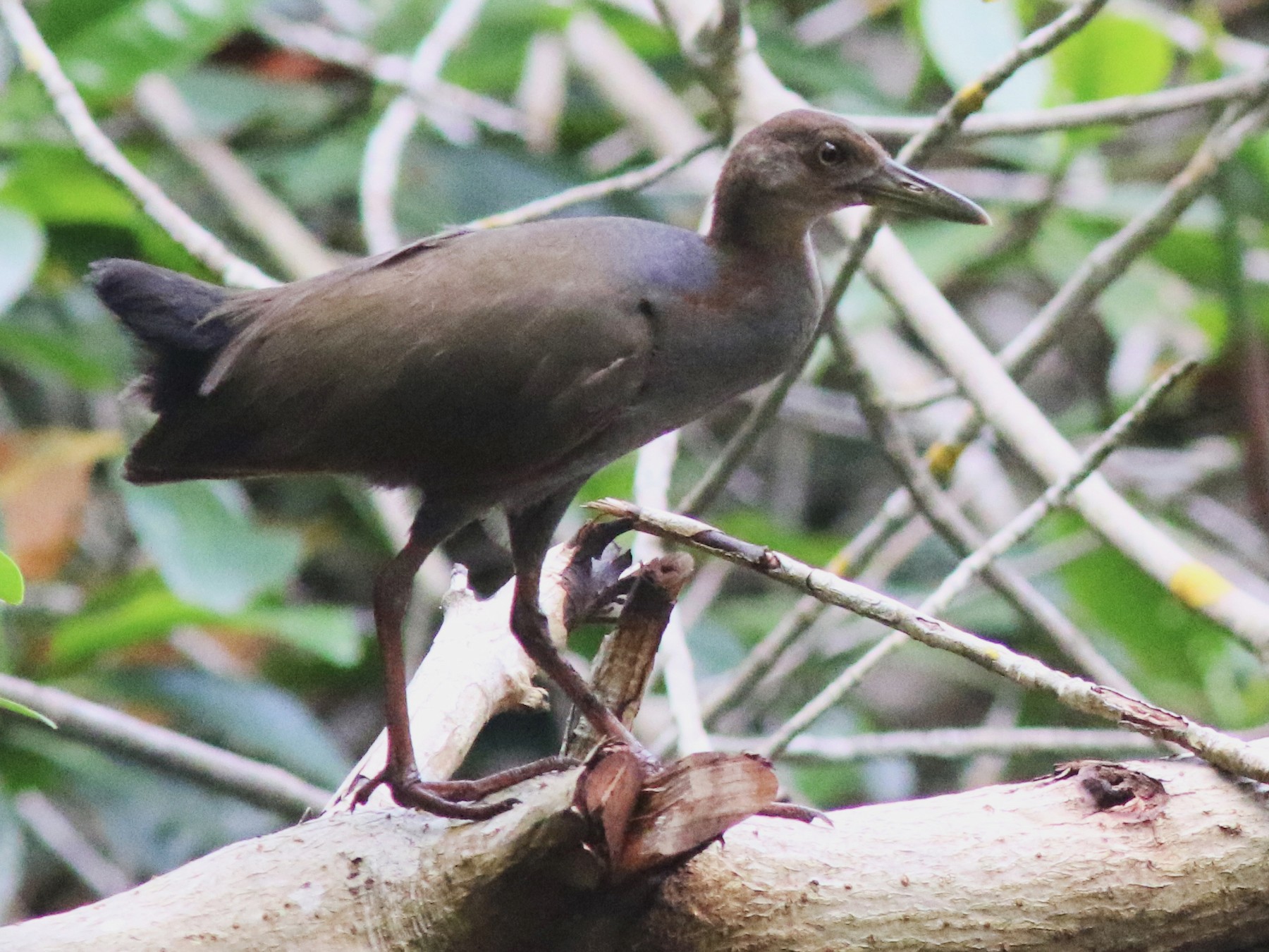 Rufous-necked Wood-Rail - eBird