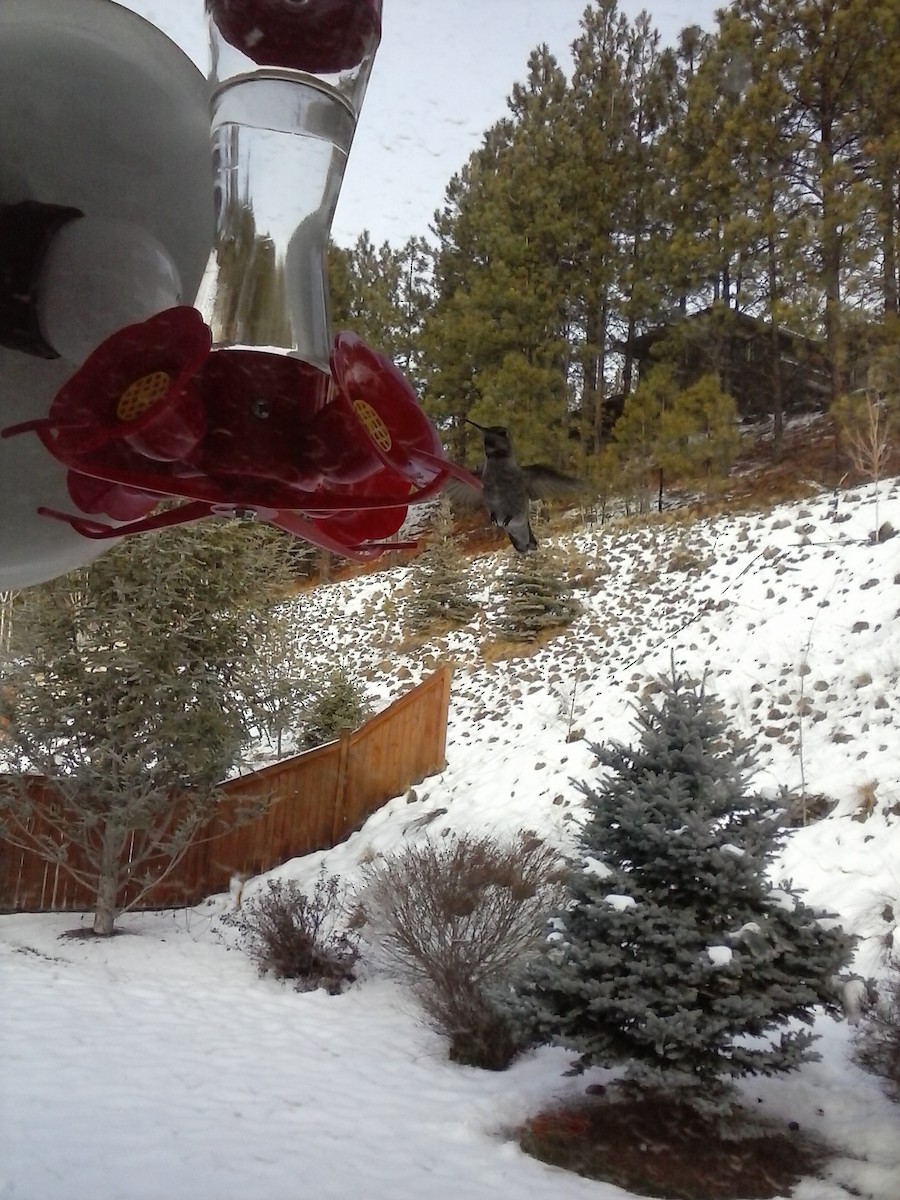 eBird Checklist - 20 Dec 2015 - US-WA-Spokane-1319 E Blackwood Ln - 47 ...