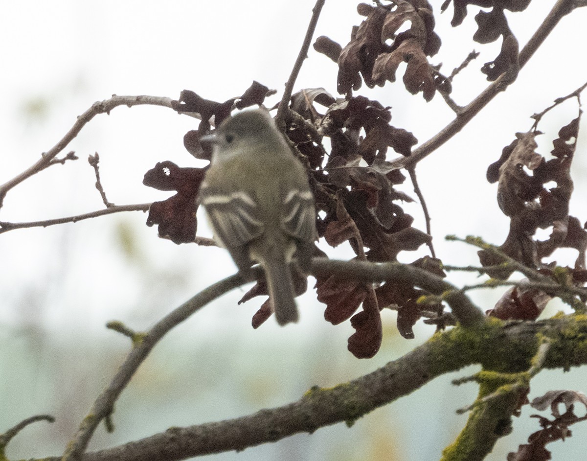 eBird Checklist - 8 Apr 2020 - The Lakes - 32 species (+2 other taxa)