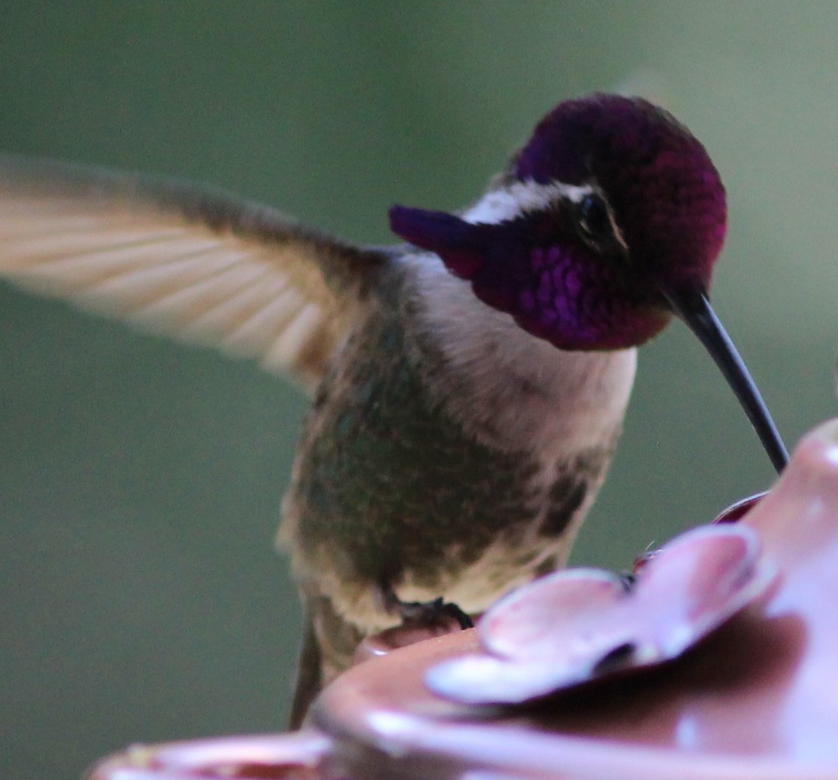 eBird Checklist - 8 Apr 2020 - Mule Pass Yard - 26 species