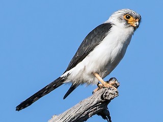 White-rumped Falcon - eBird