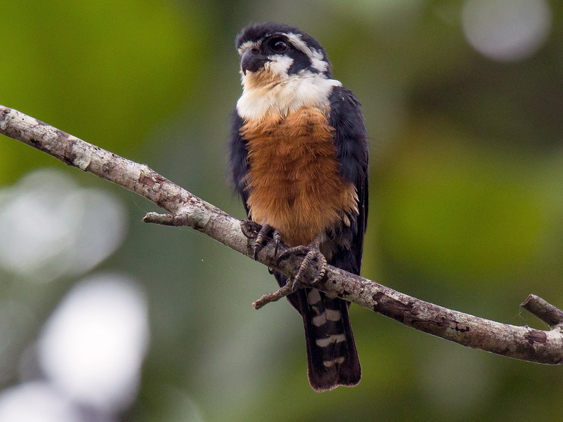 Falconet Bird