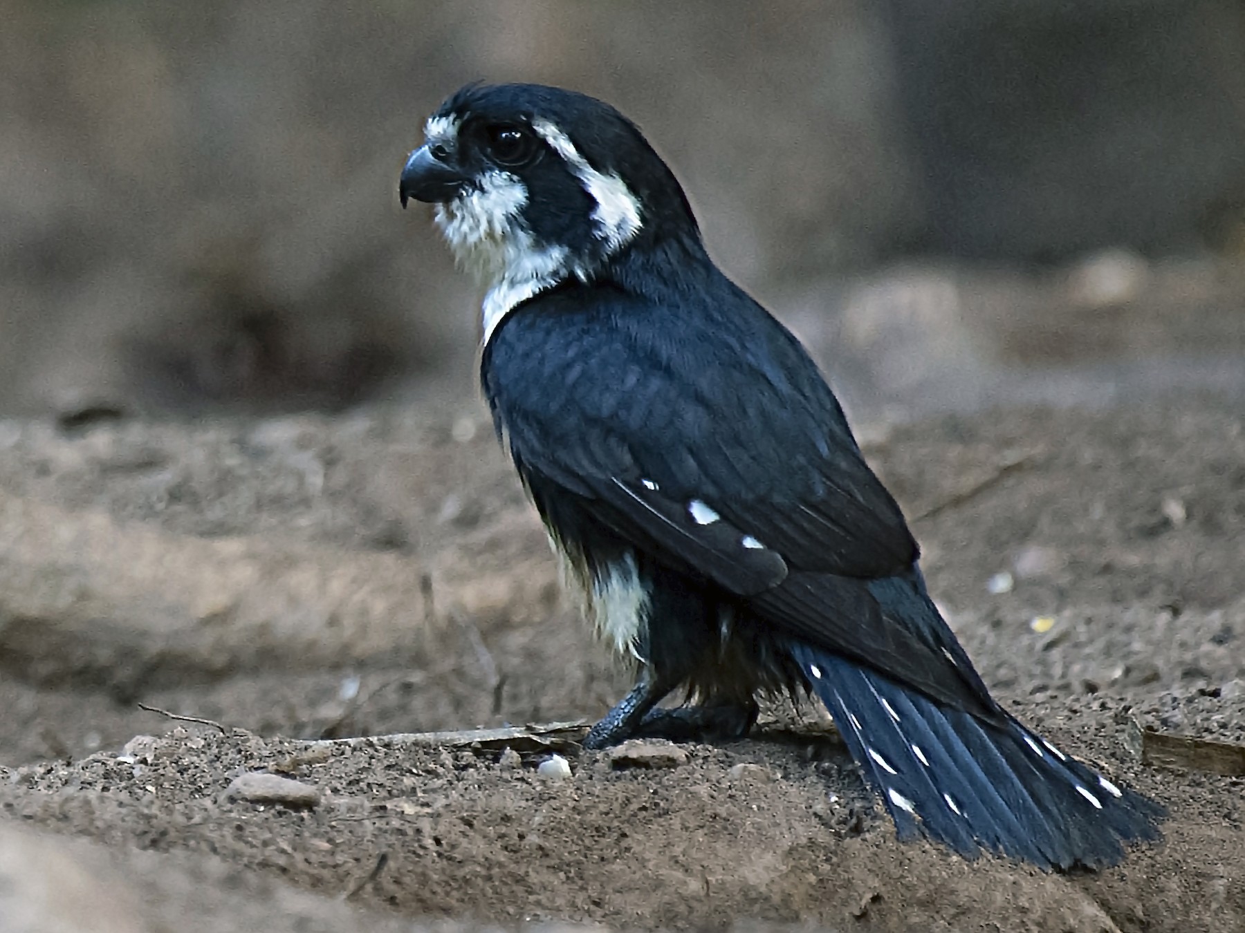 Black-thighed Falconet - eBird