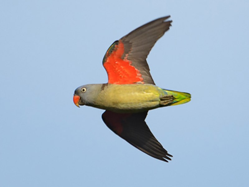 Blue-rumped Parrot - eBird