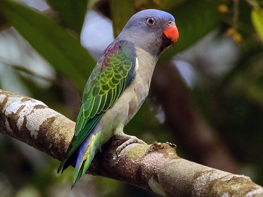 Blue-rumped Parrot - eBird