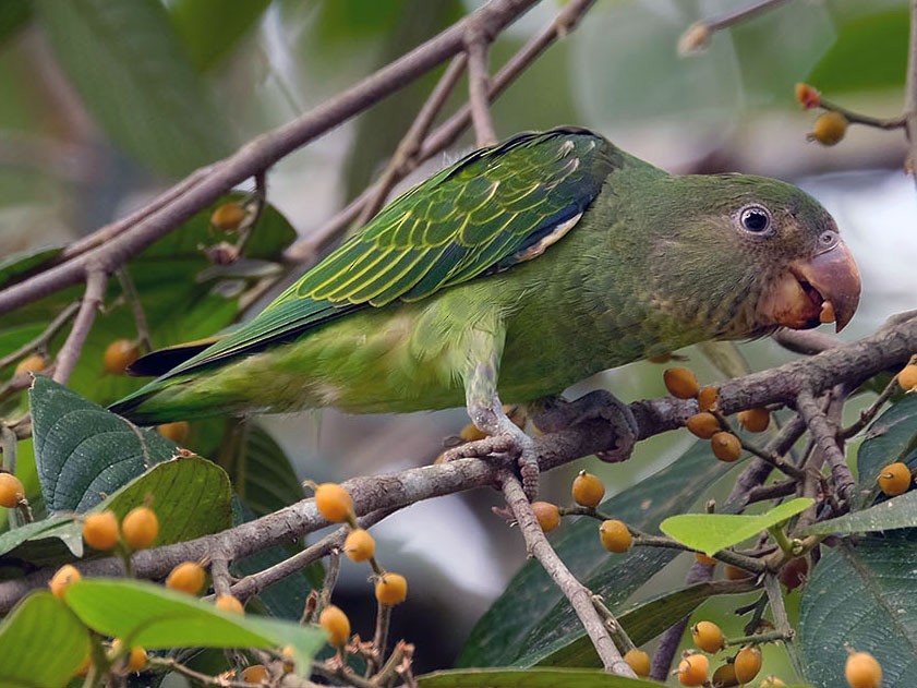 Blue-rumped Parrot - eBird