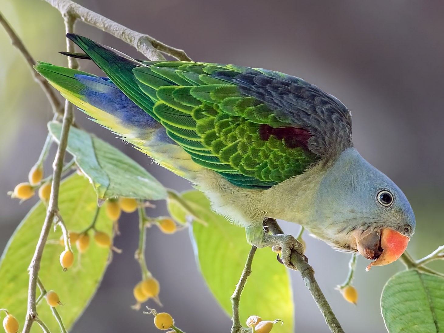 Blue-rumped Parrot - eBird