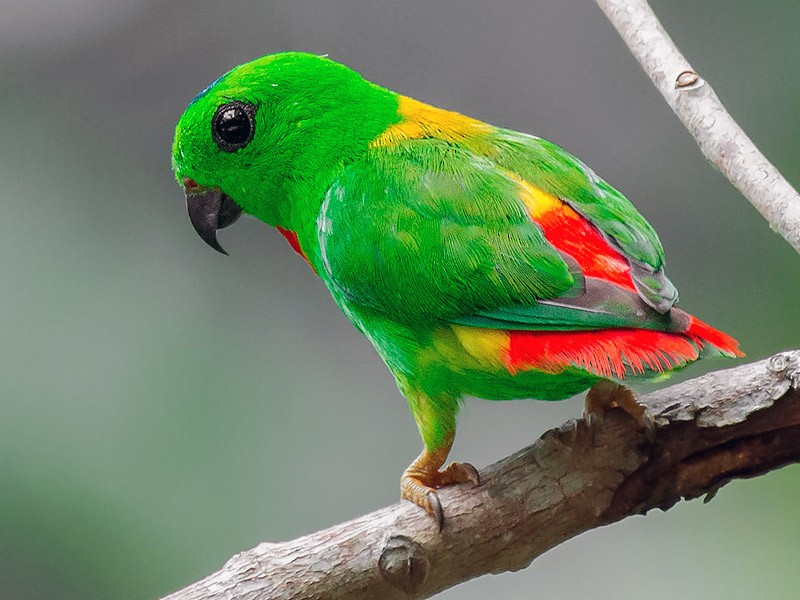 Blue-crowned Hanging-Parrot - eBird