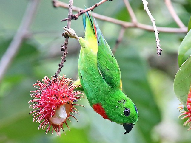 Photos - Blue-crowned Hanging-Parrot - Loriculus galgulus - Birds of ...