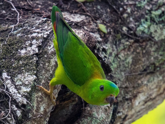 Photos - Blue-crowned Hanging-Parrot - Loriculus galgulus - Birds of ...