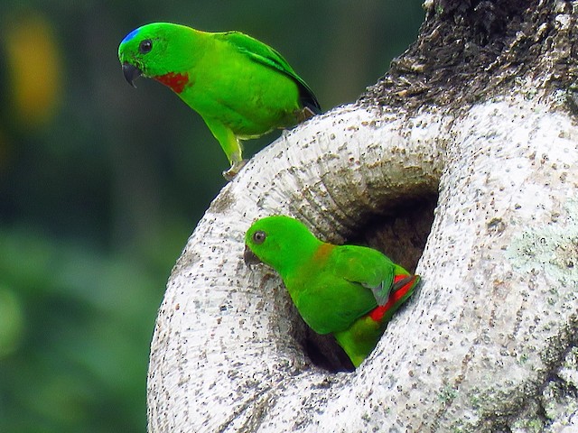 Photos - Blue-crowned Hanging-Parrot - Loriculus galgulus - Birds of ...
