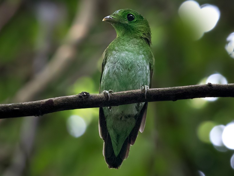 Green Broadbill - eBird