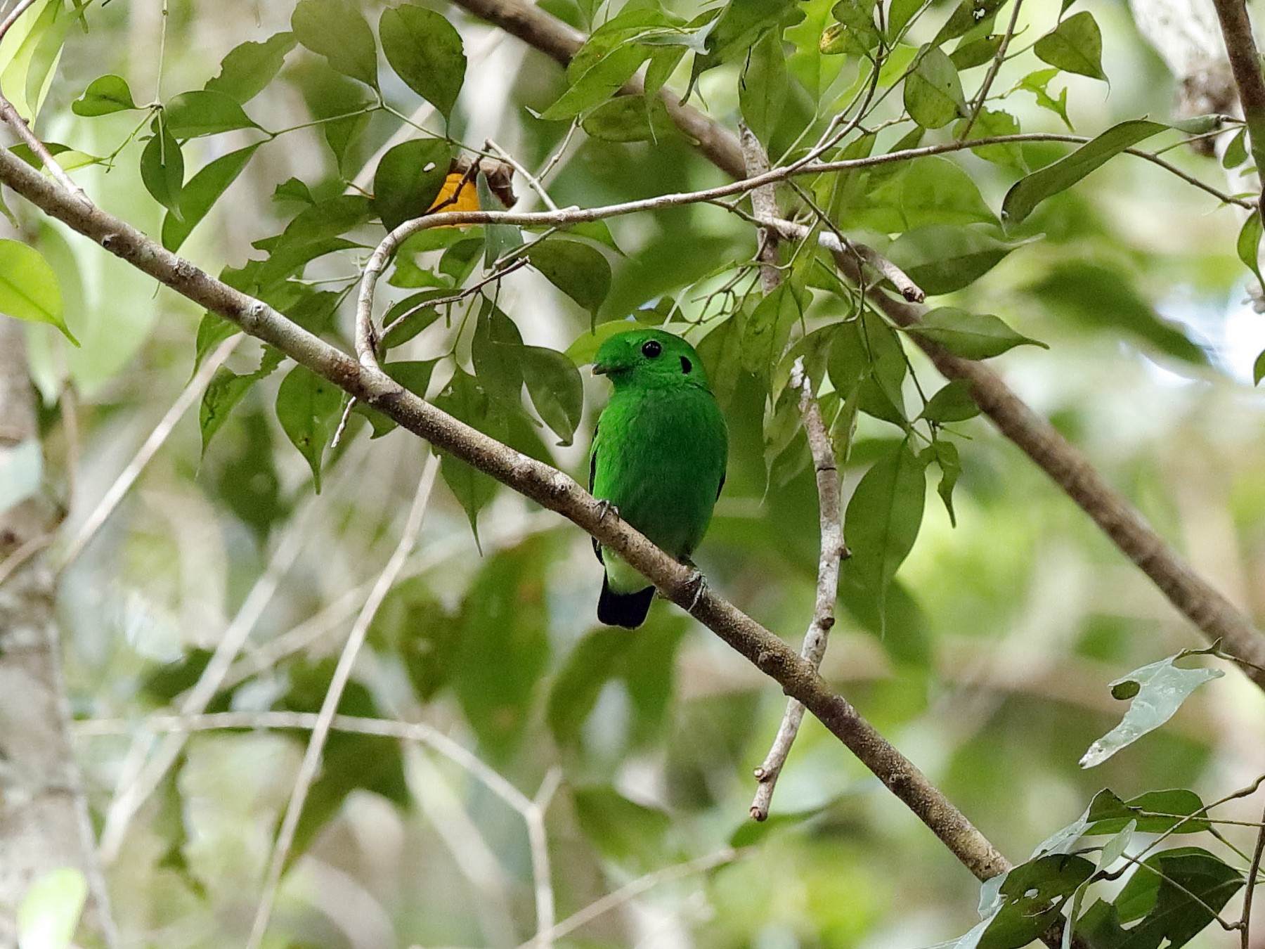 Green Broadbill - eBird