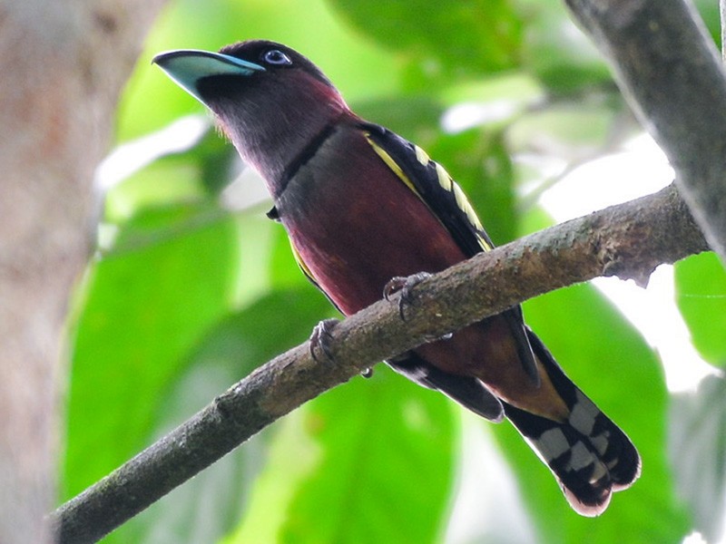 Banded Broadbill - eBird