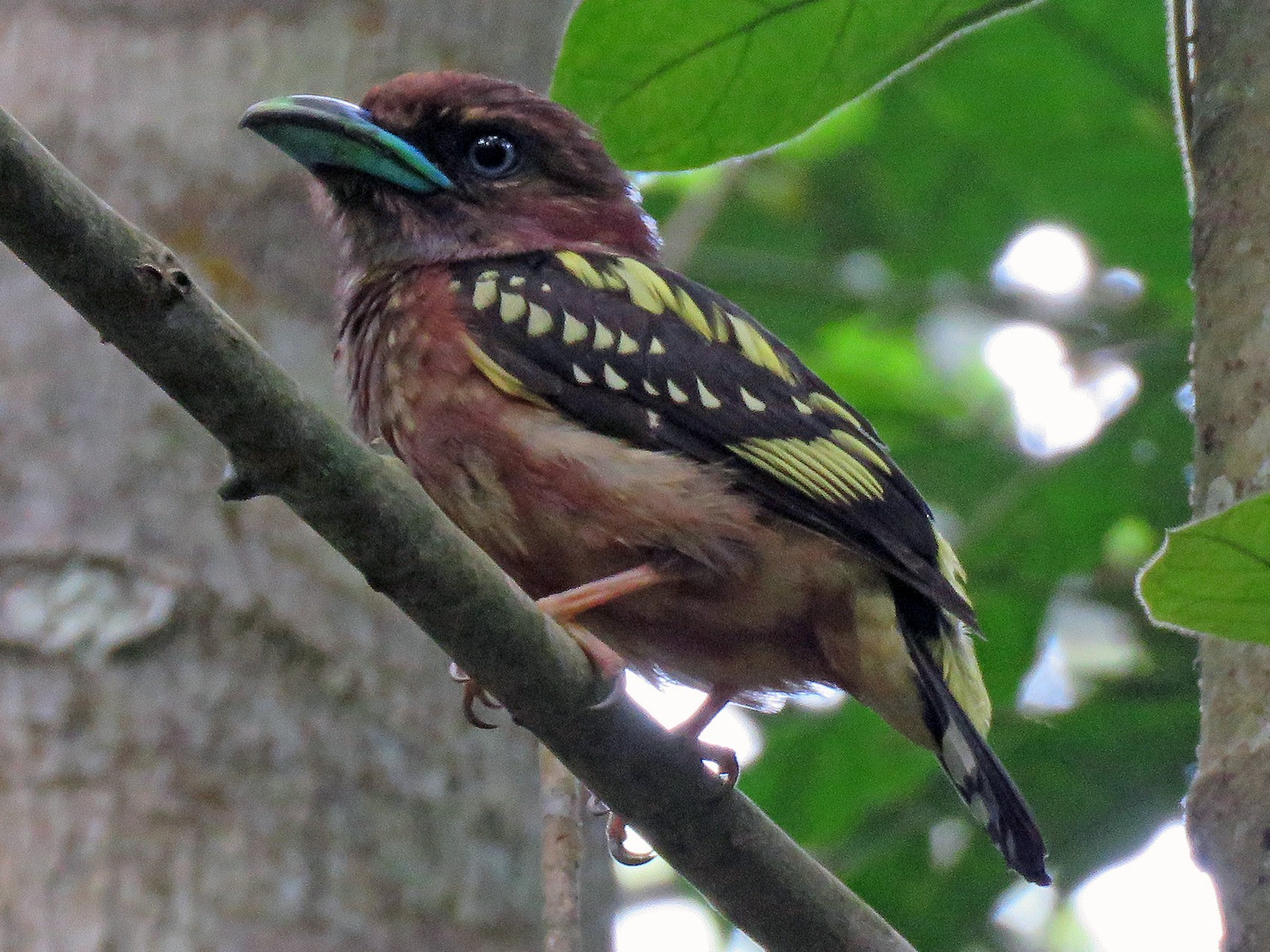 Banded Broadbill - eBird
