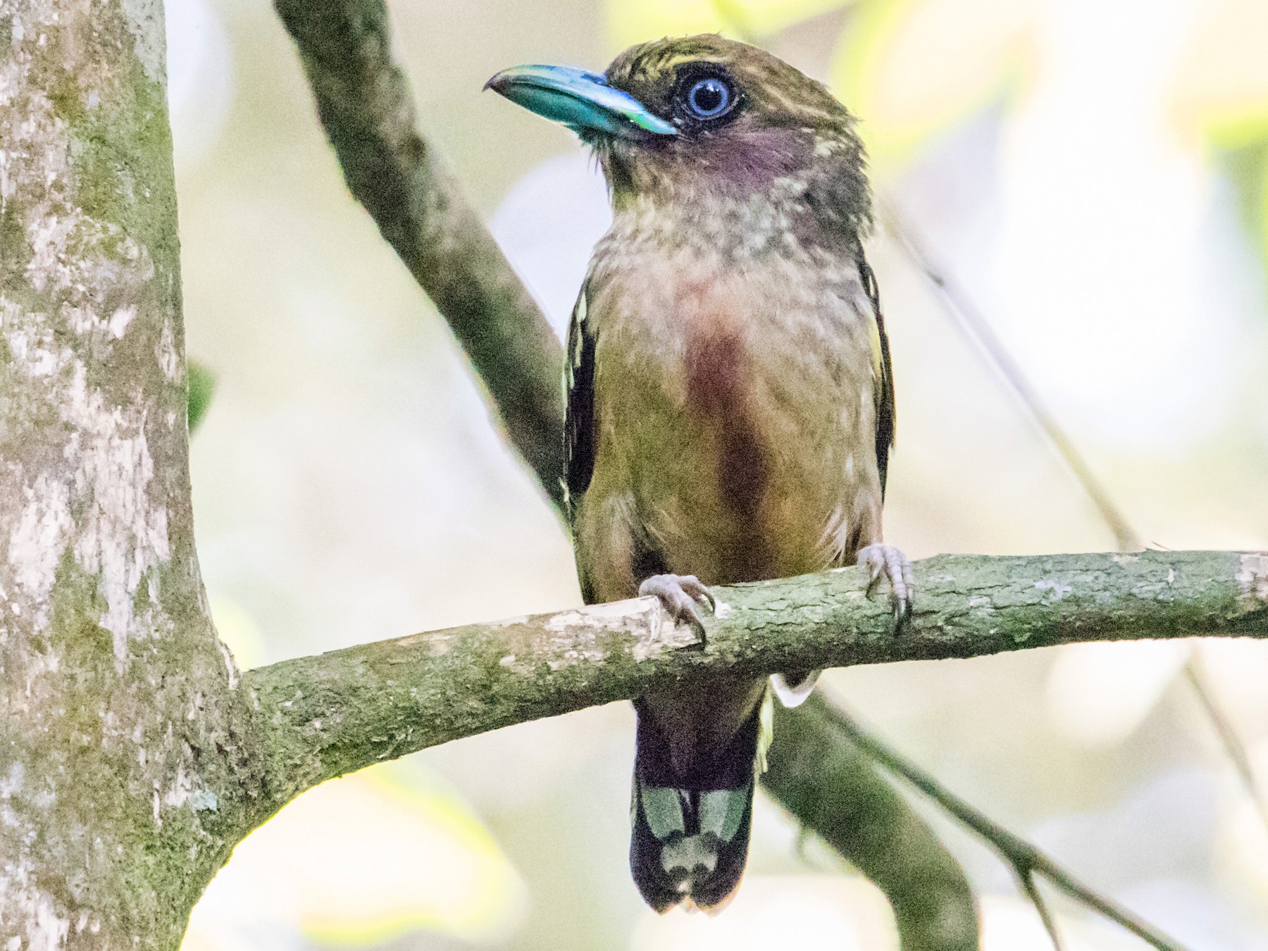 Banded Broadbill - eBird