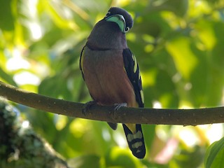 Banded Broadbill - eBird