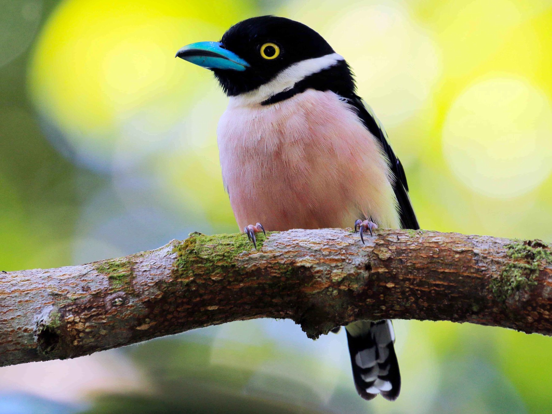Black-and-yellow Broadbill - eBird