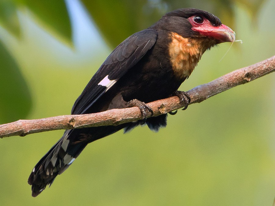 Dusky Broadbill - eBird
