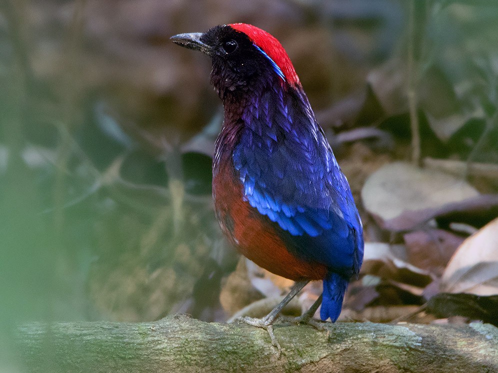 Garnet Pitta - eBird