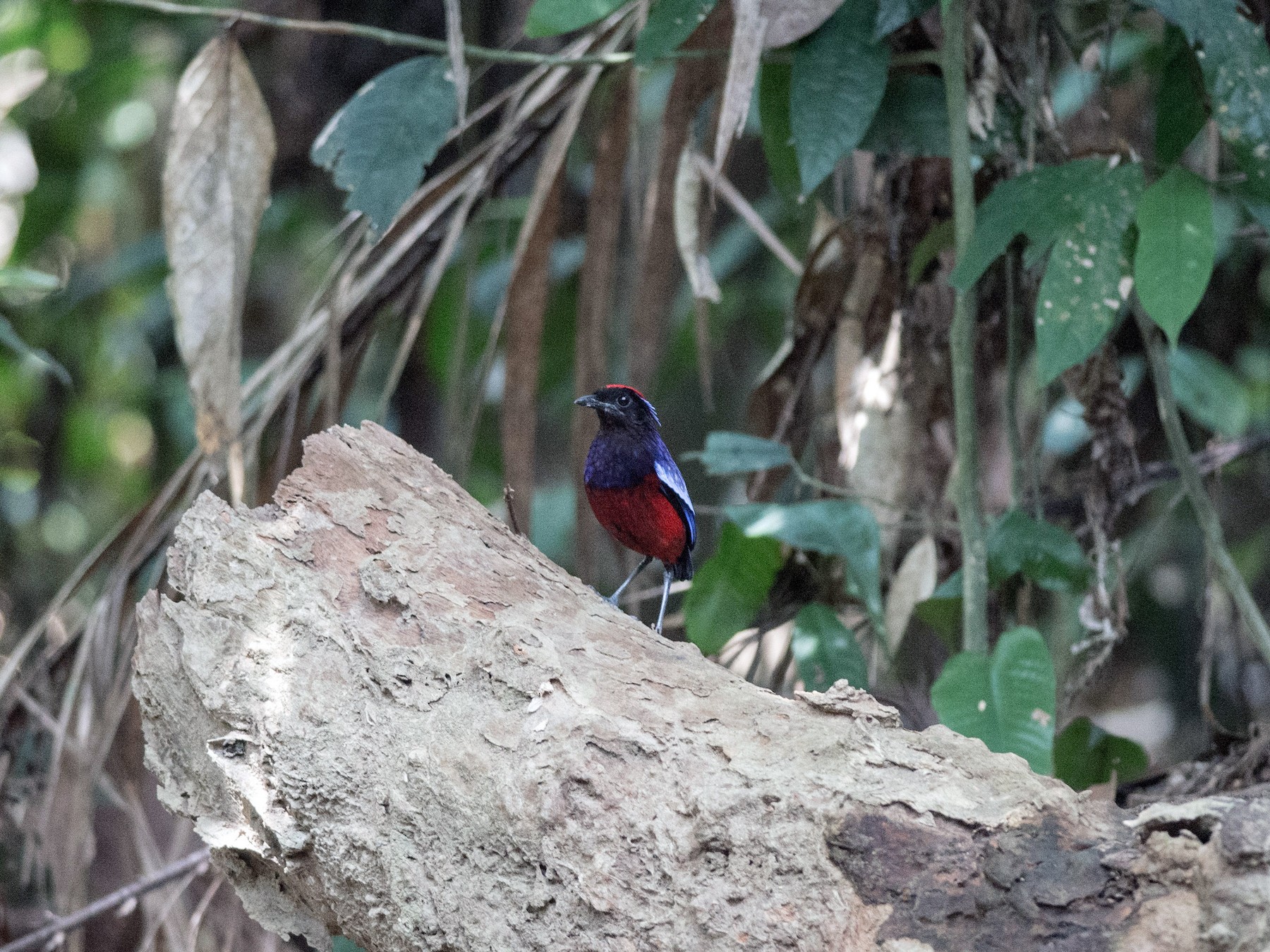 Garnet Pitta - eBird