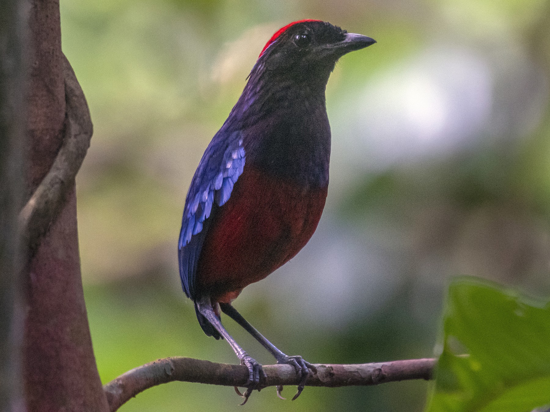Garnet Pitta - eBird