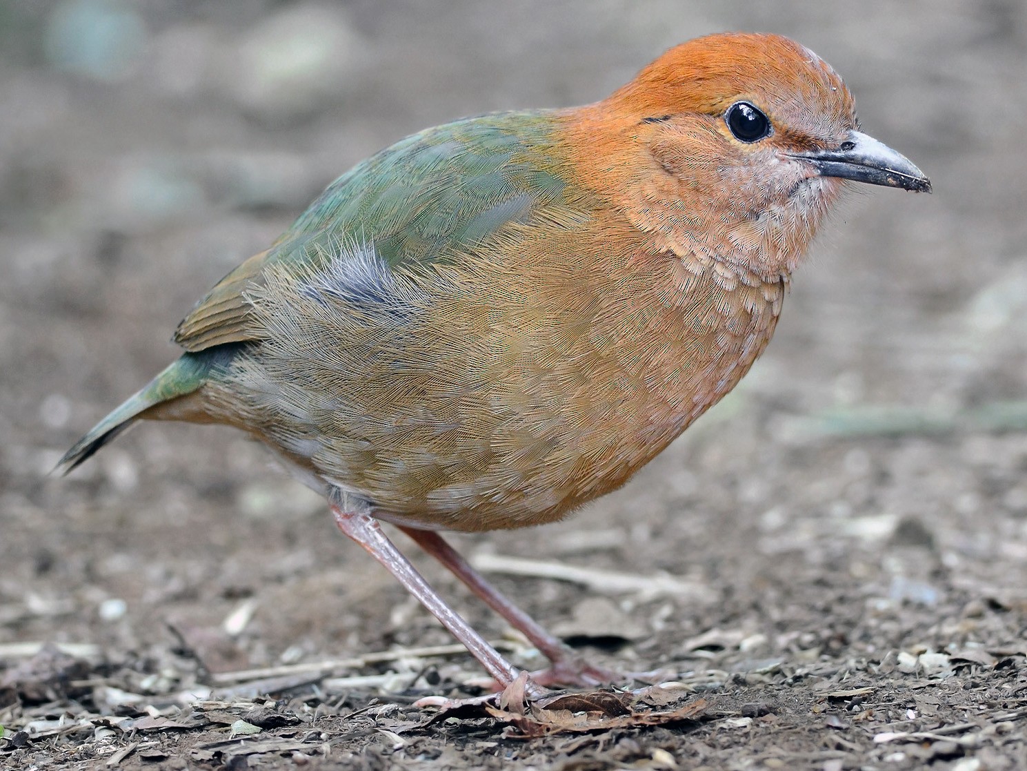 Rusty-naped Pitta - eBird