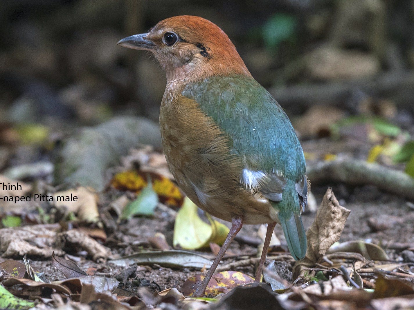 Rusty-naped Pitta - eBird