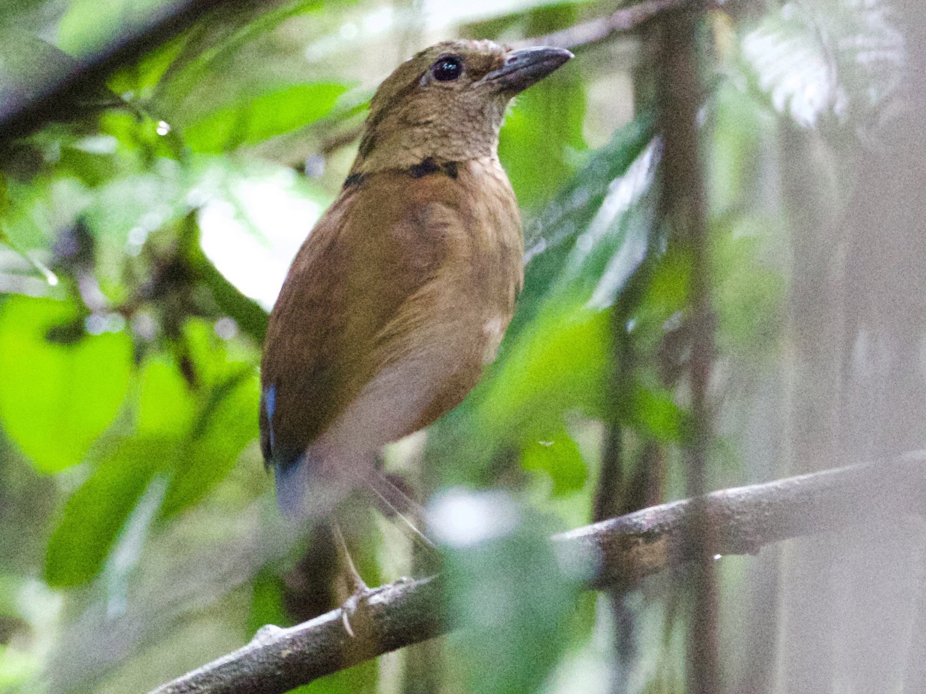 Giant Pitta - eBird
