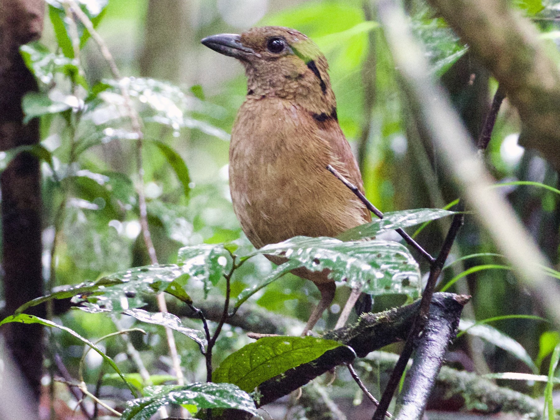 Giant Pitta - eBird