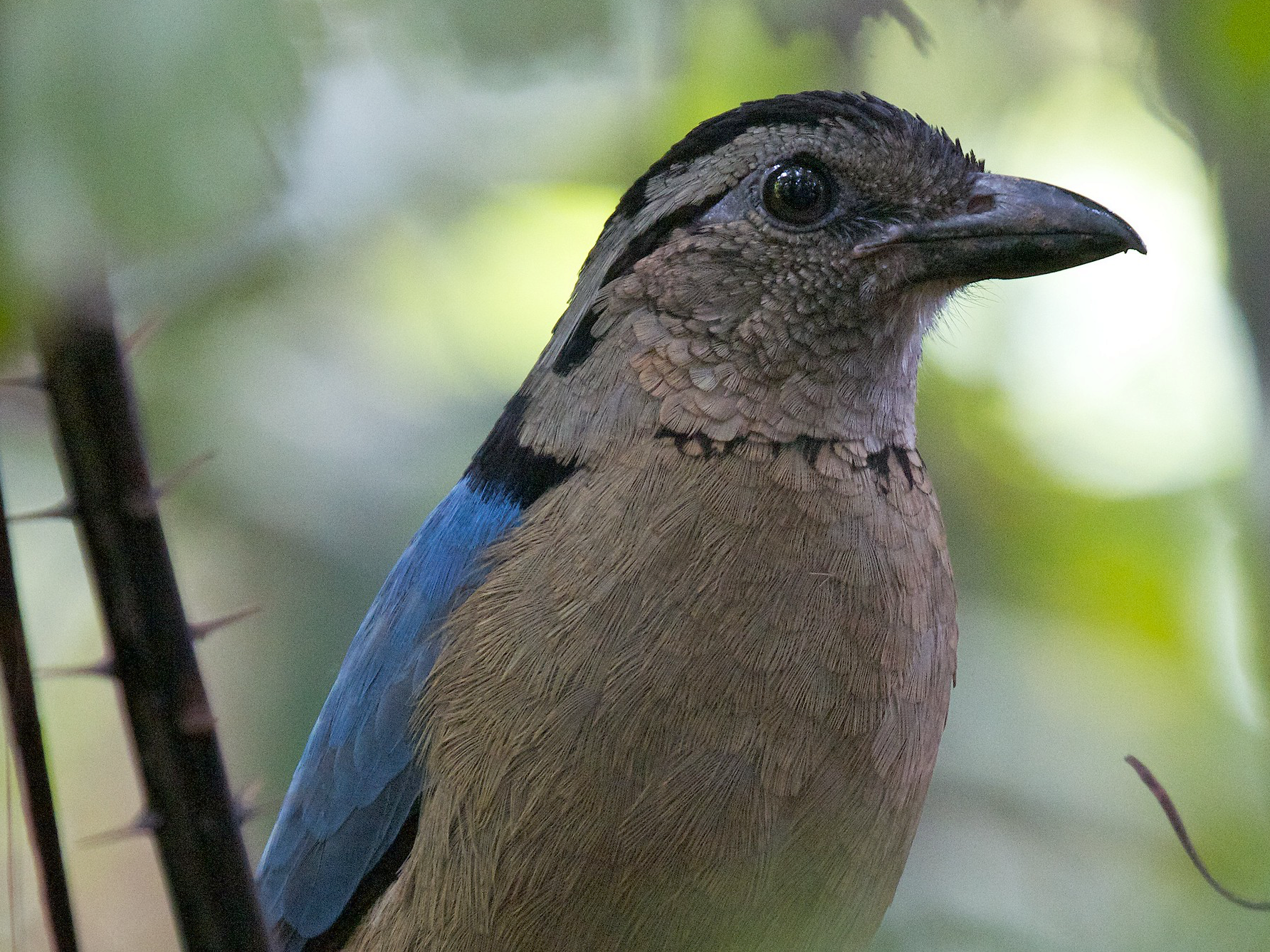 Giant Pitta - eBird