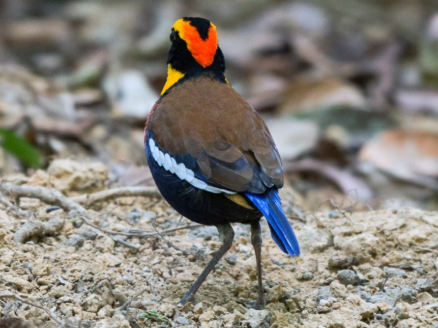 Malayan Banded-Pitta - eBird
