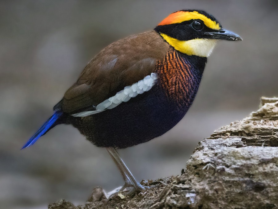 Malayan Banded-Pitta - eBird