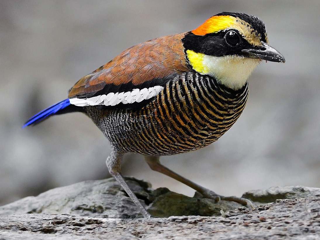 Malayan Banded-Pitta - eBird