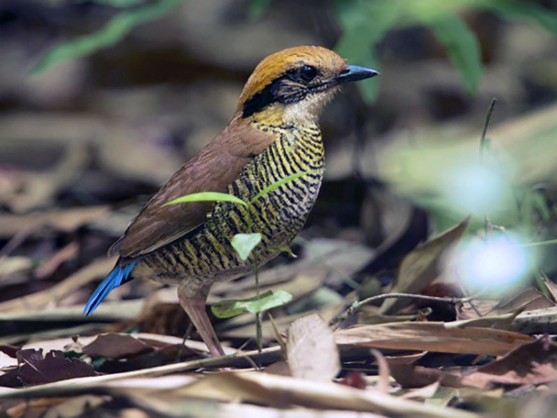 Pita de Gurney - eBird