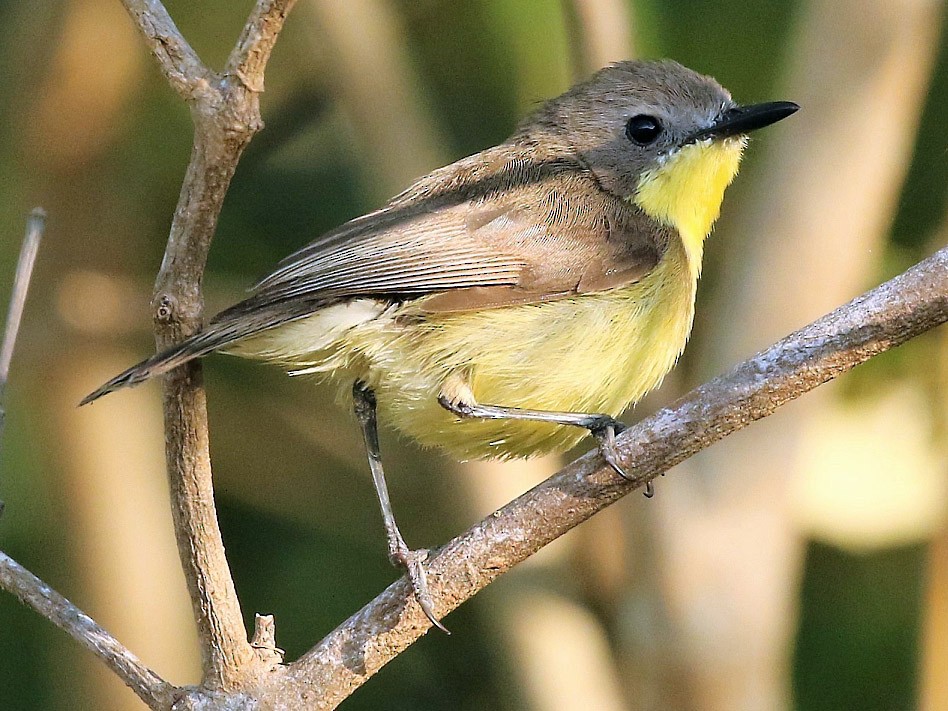 Golden-bellied Gerygone - eBird