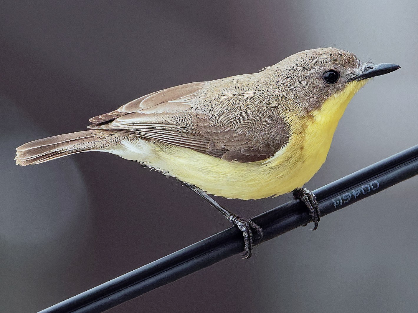 Golden-bellied Gerygone - eBird