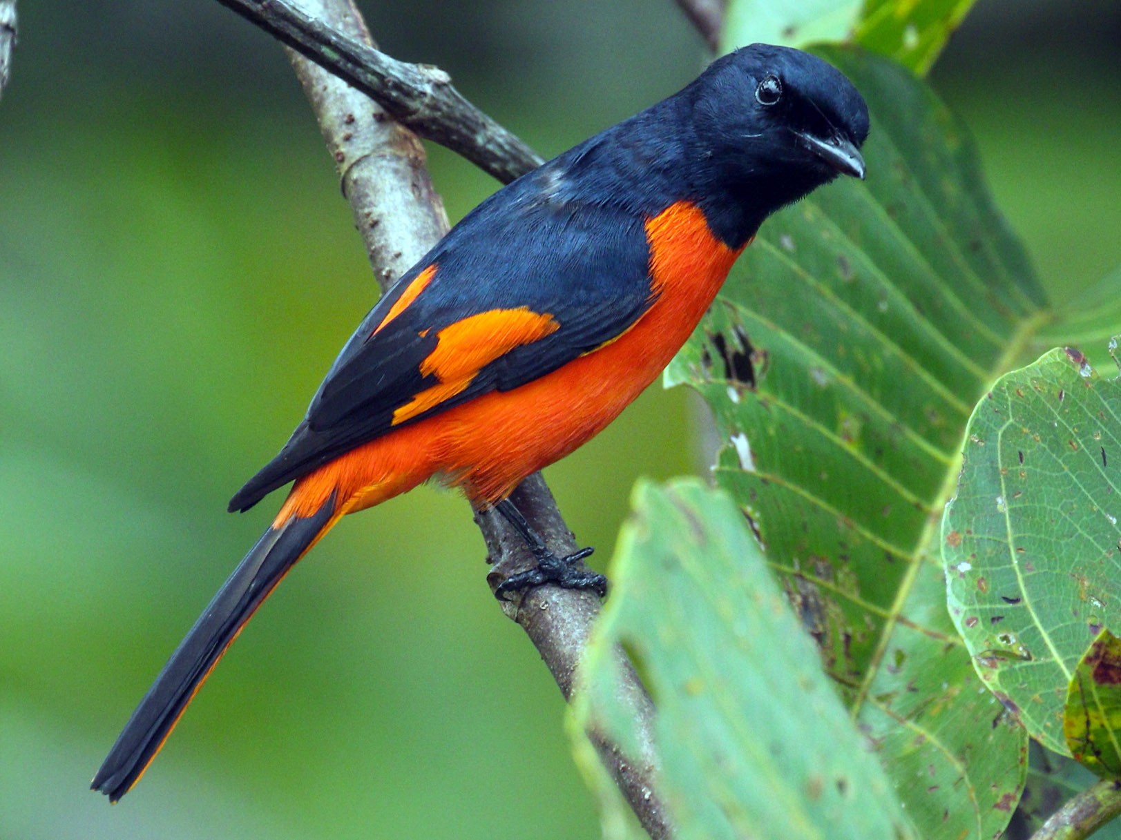 Fiery Minivet - eBird