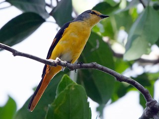 Fiery Minivet - eBird