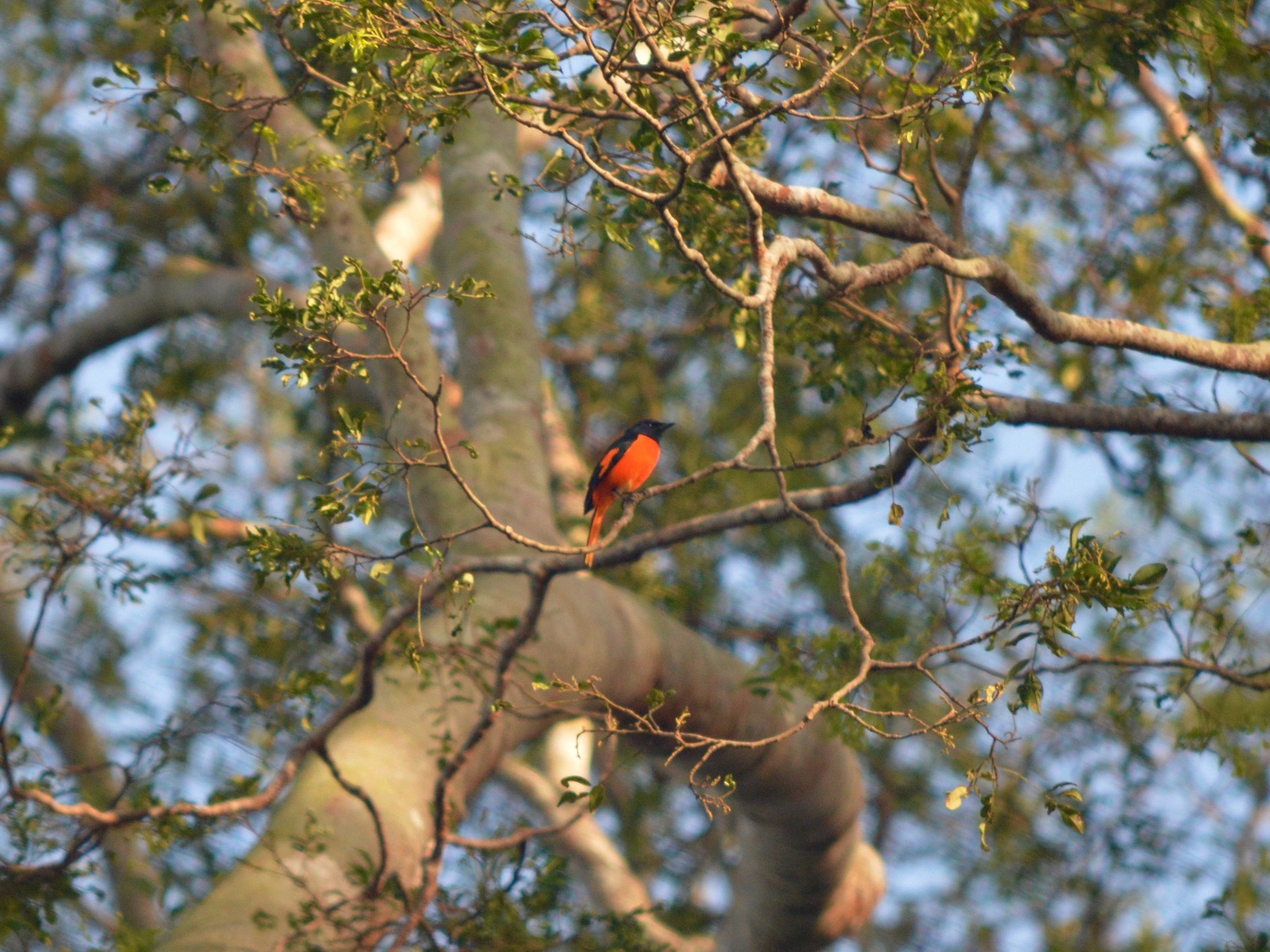 Fiery Minivet - eBird
