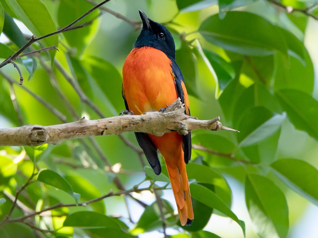 Fiery Minivet - eBird