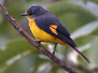 Fiery Minivet - eBird