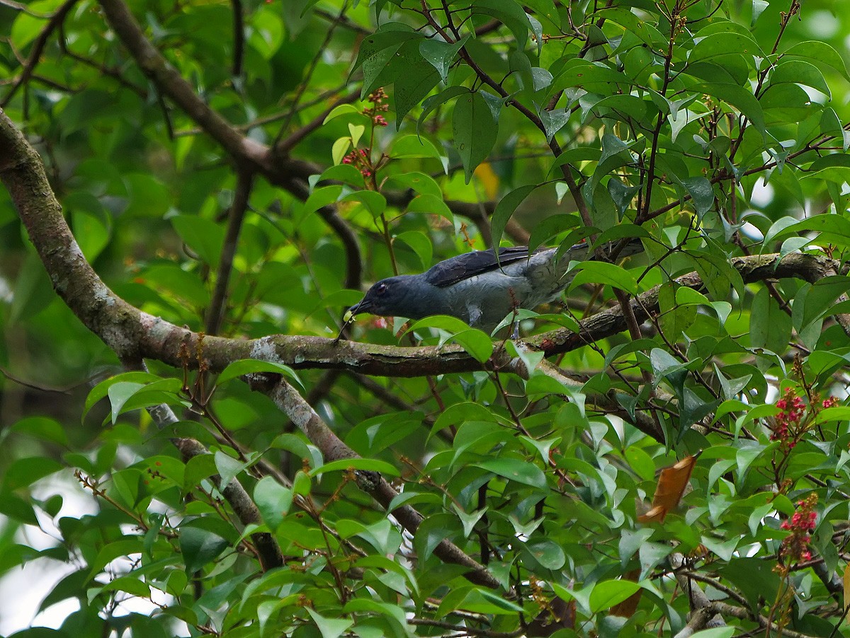 Lesser Cuckoo-shrike - eBird