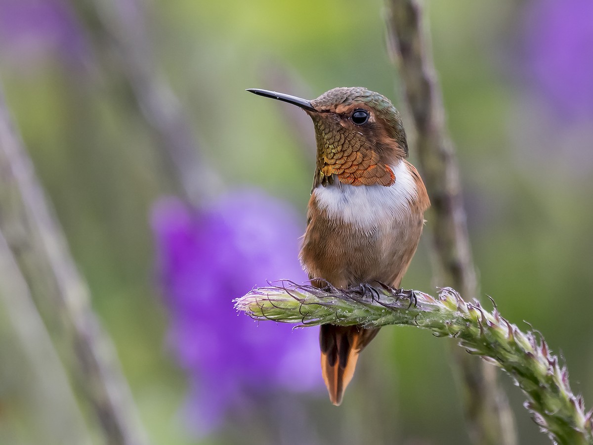 Scintillant Hummingbird - Selasphorus scintilla - Birds of the World