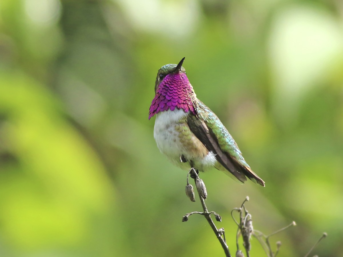 Bumblebee Hummingbird - Selasphorus heloisa - Birds of the World