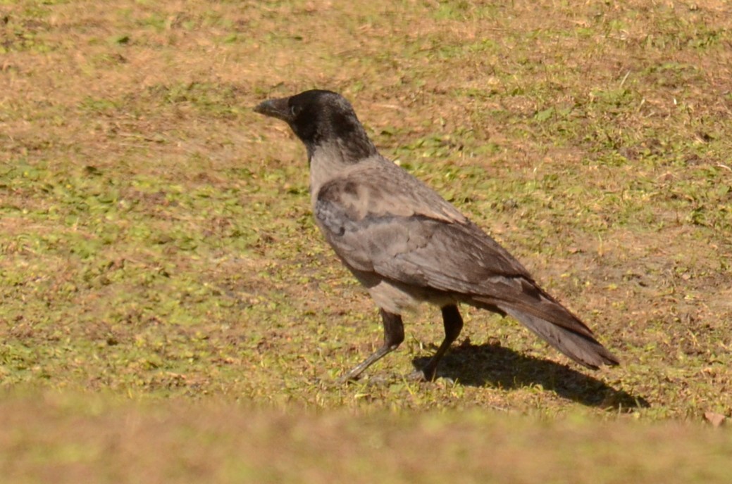 eBird Checklist - 14 Apr 2013 - Via Nante [Airolo] - 3 species