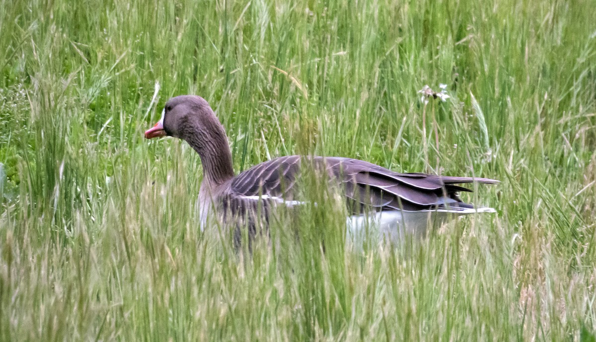 eBird Checklist - 8 Apr 2020 - The Lakes - 38 species